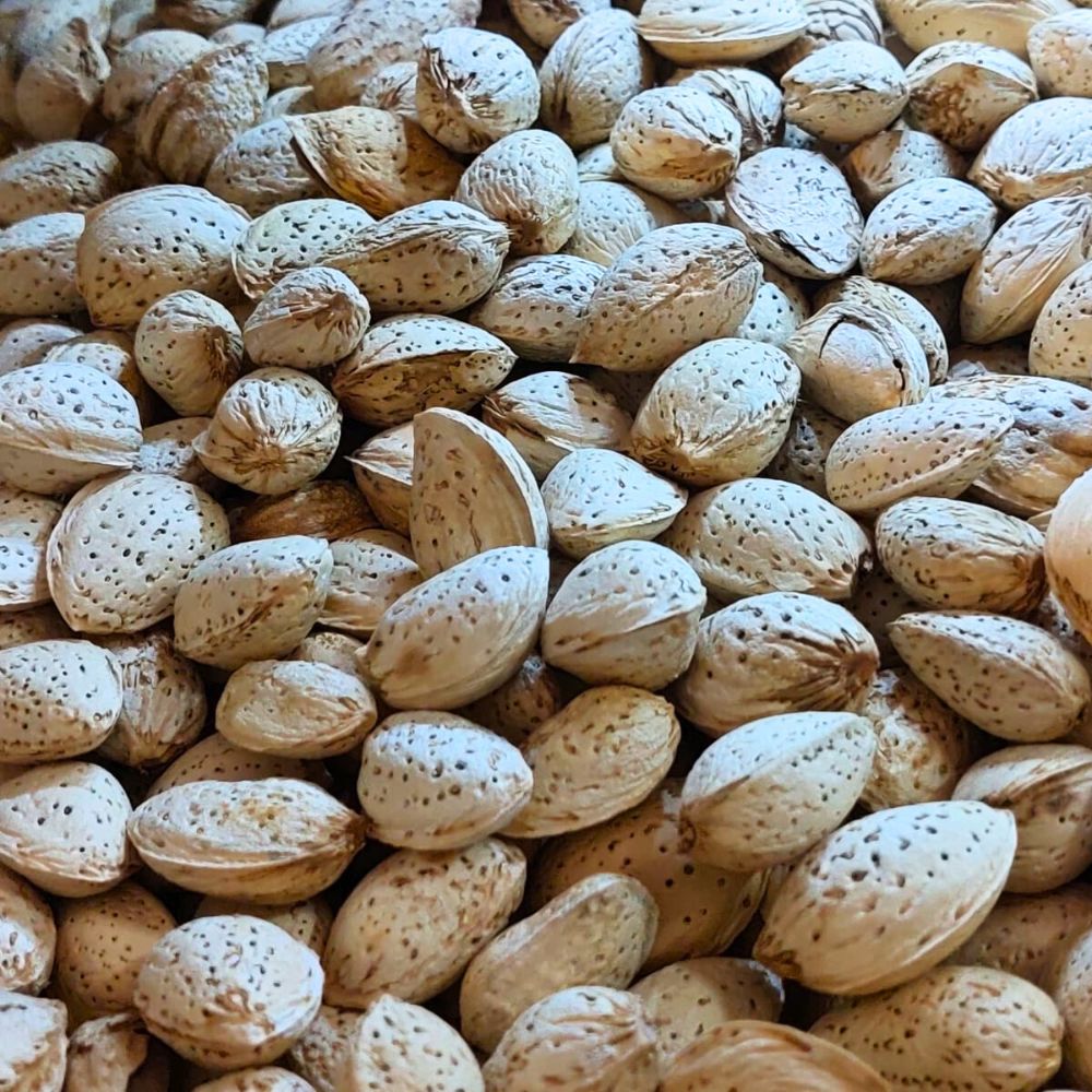 ALMOND ABDUL WAHDI WITH SHELL LOOSE – Al-Fatah